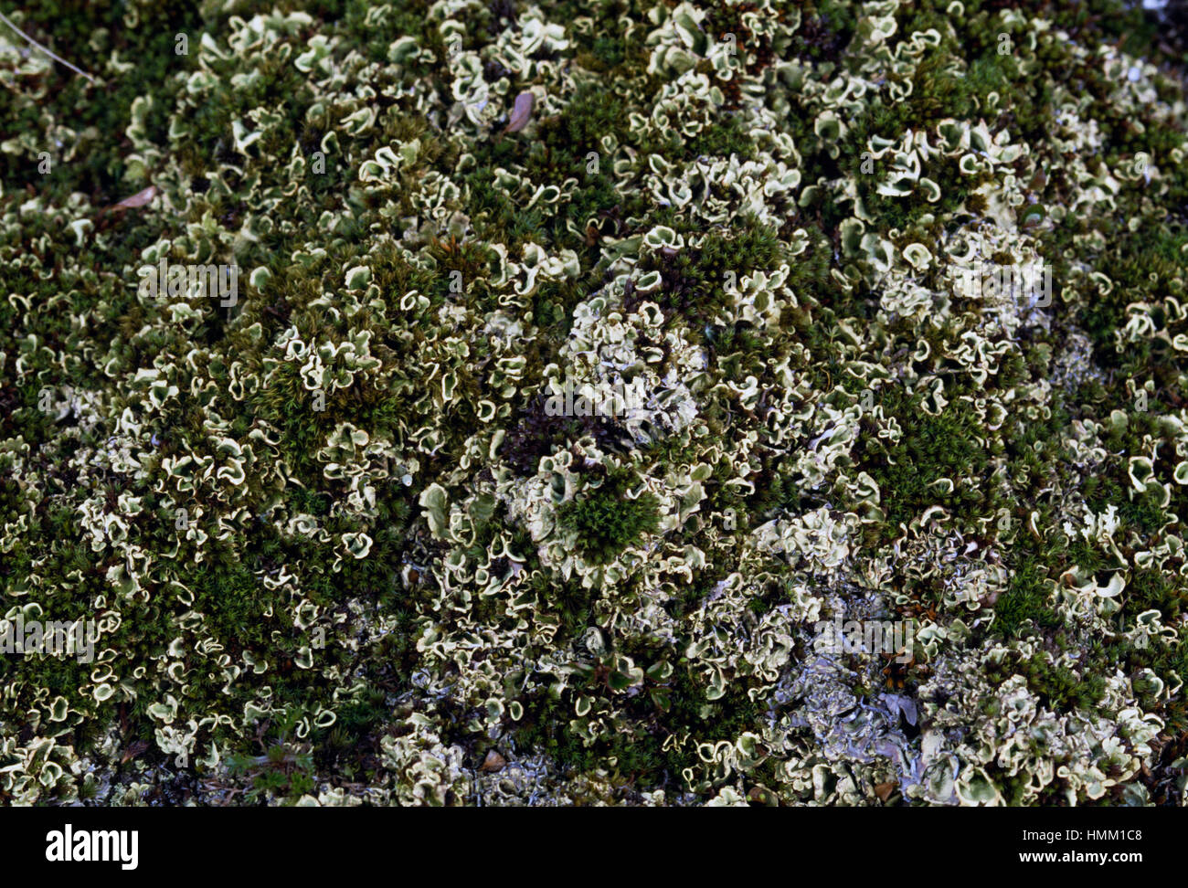Mosses and lichens Stock Photo - Alamy