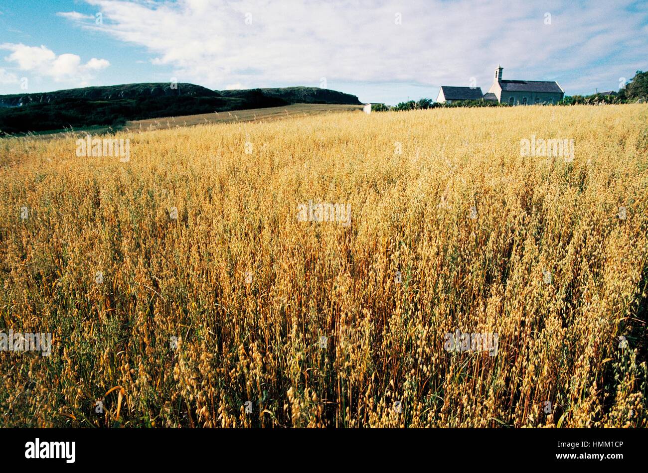 Oat crop (Avena sativa), Poaceae, County Donegal, Ireland Stock Photo ...