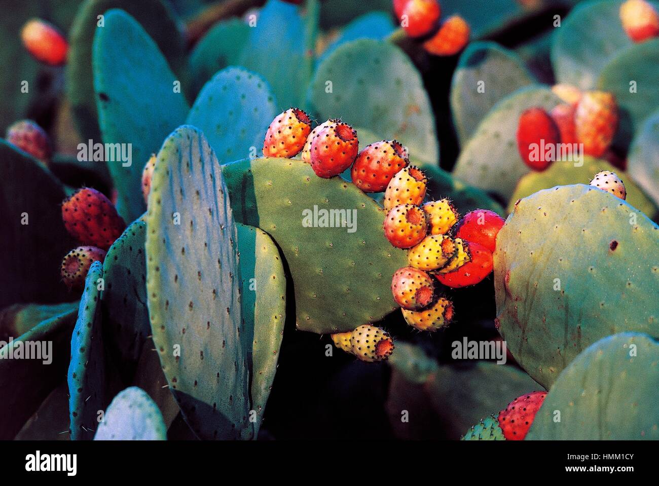 Indian fig opuntia, barbary fig, or prickly pear (Opuntia ficus-indica ...