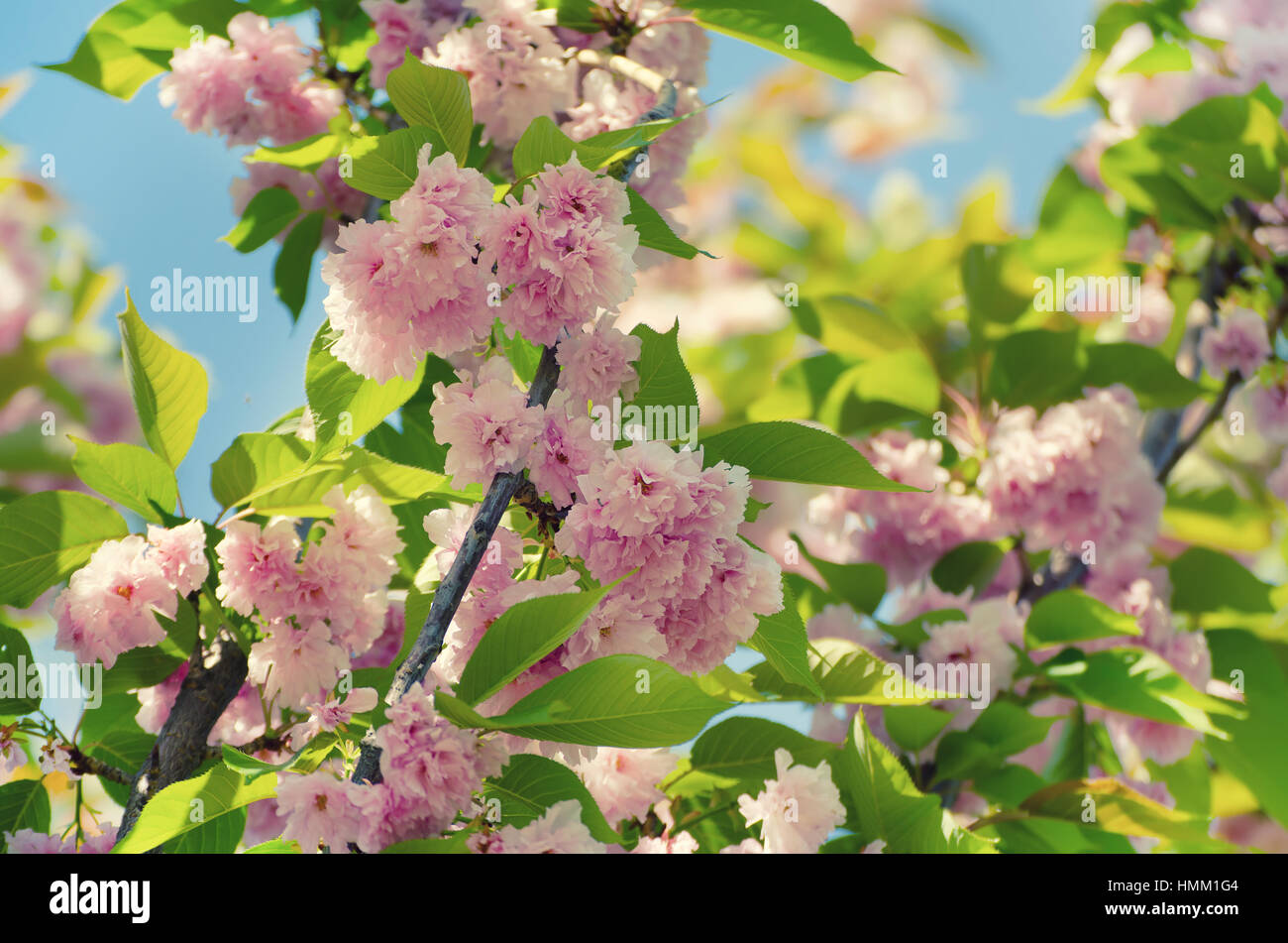 Sakura flowers blooming Stock Photo - Alamy