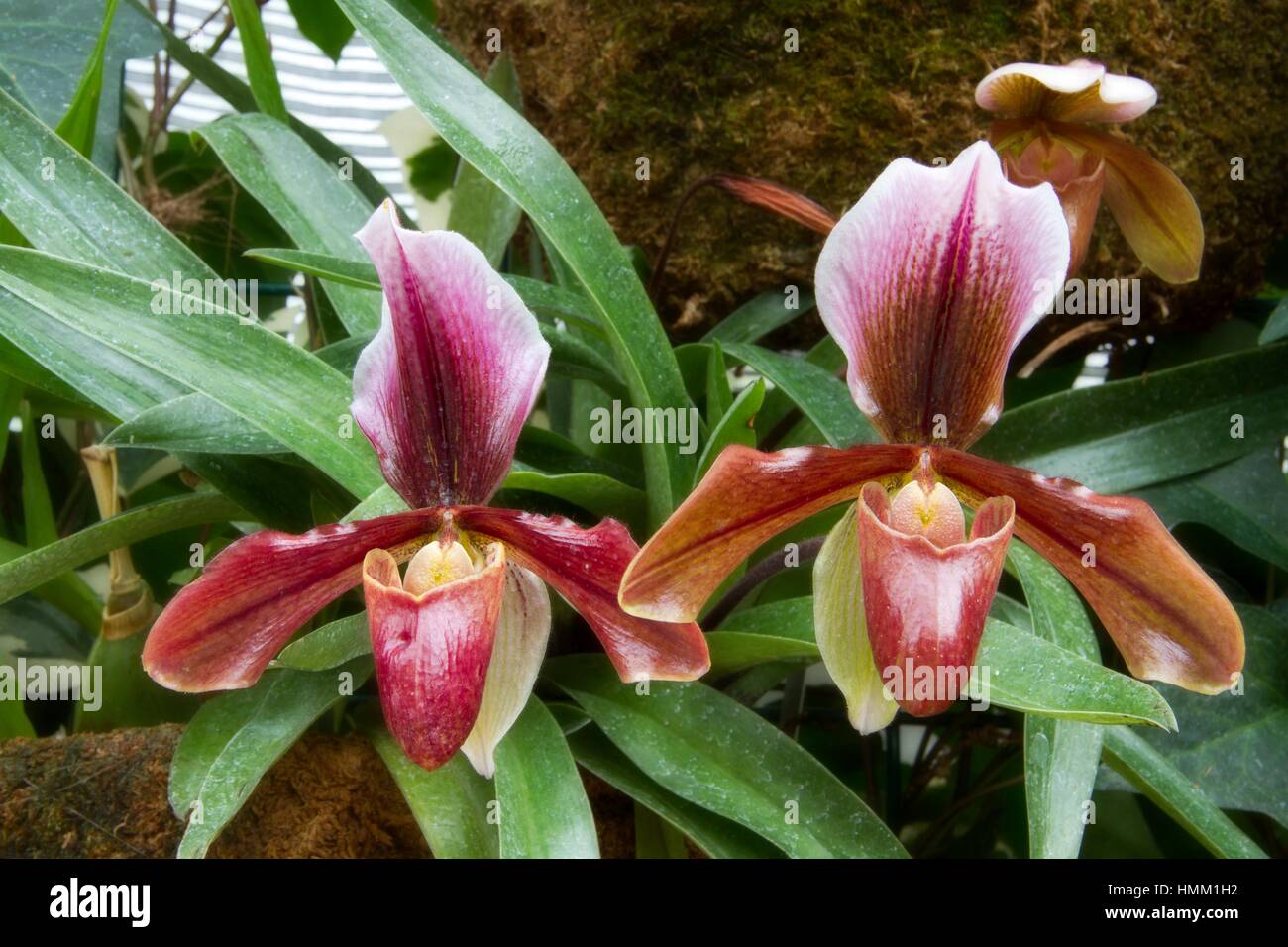 Greenhouse interior orchids hi-res stock photography and images - Alamy