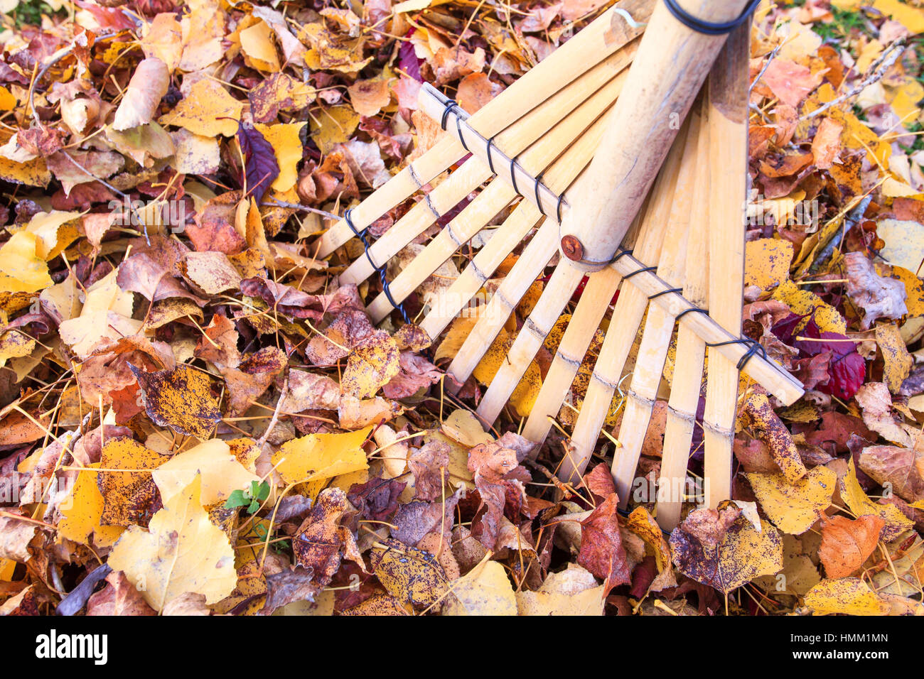 Raking fall leaves from lawn with a bamboo leaf rake in autumn, France ...