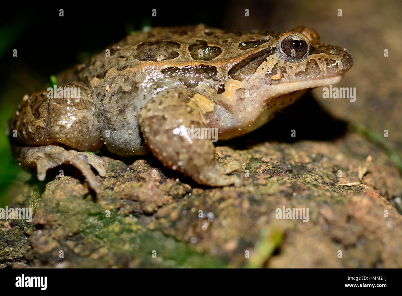 West iberian frog hi-res stock photography and images - Alamy