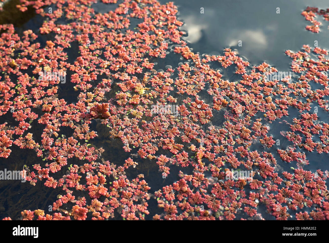 floating aquatic plant Stock Photo - Alamy