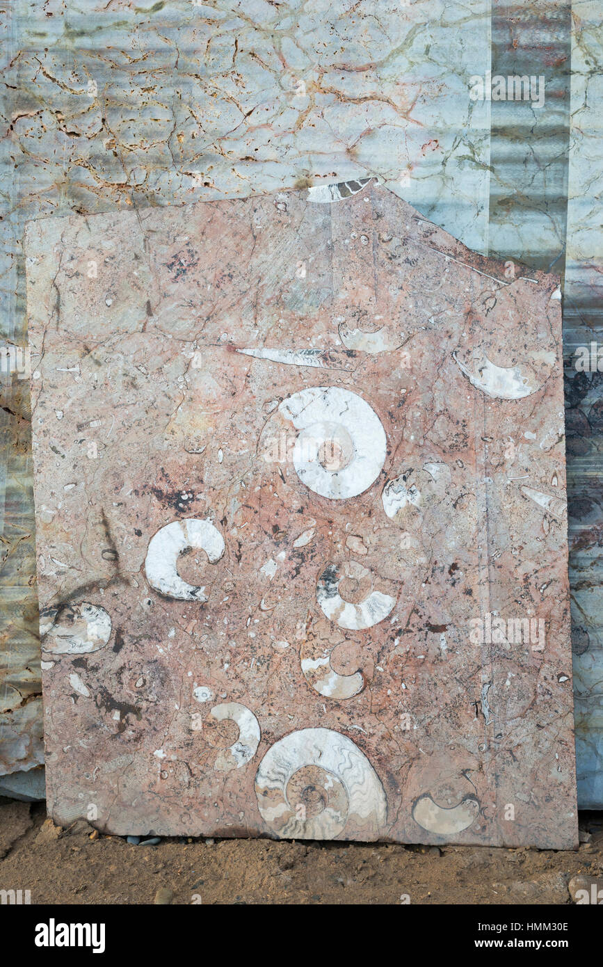 Fossil, Erfoud, Morocco, Africa Stock Photo - Alamy