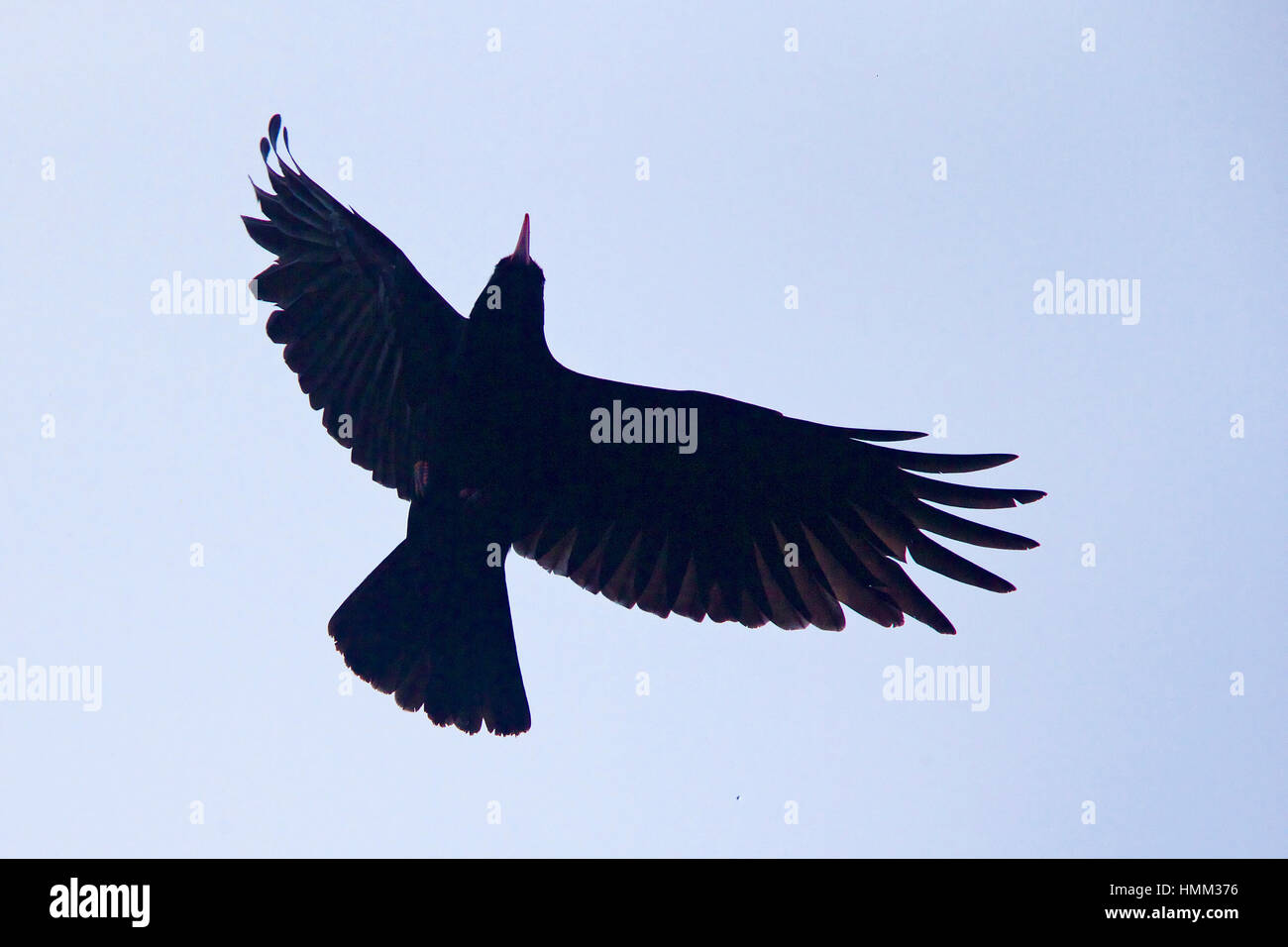 Cornish chough silhouette hi-res stock photography and images - Alamy