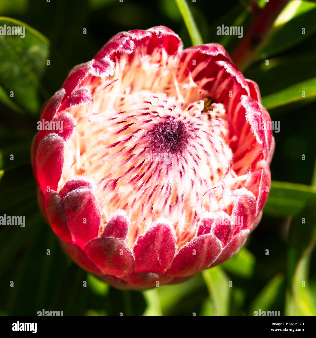 An opening flower of a Protea plant, Cornwall, England, UK Stock Photo ...