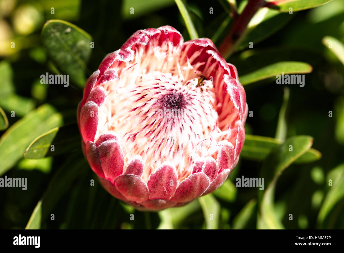 Protea plant hi-res stock photography and images - Alamy