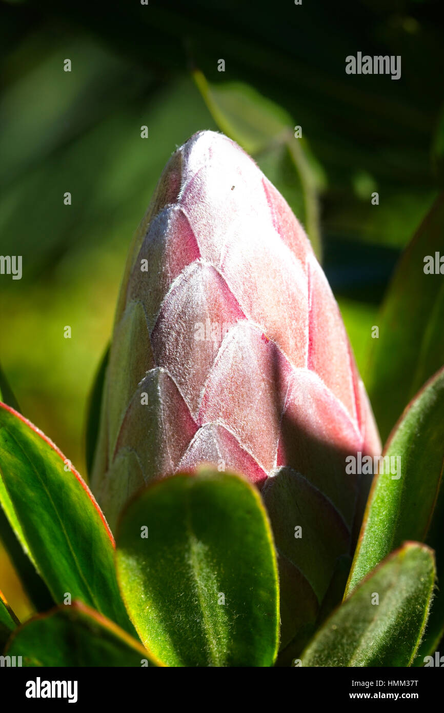 Protea plant hi-res stock photography and images - Alamy