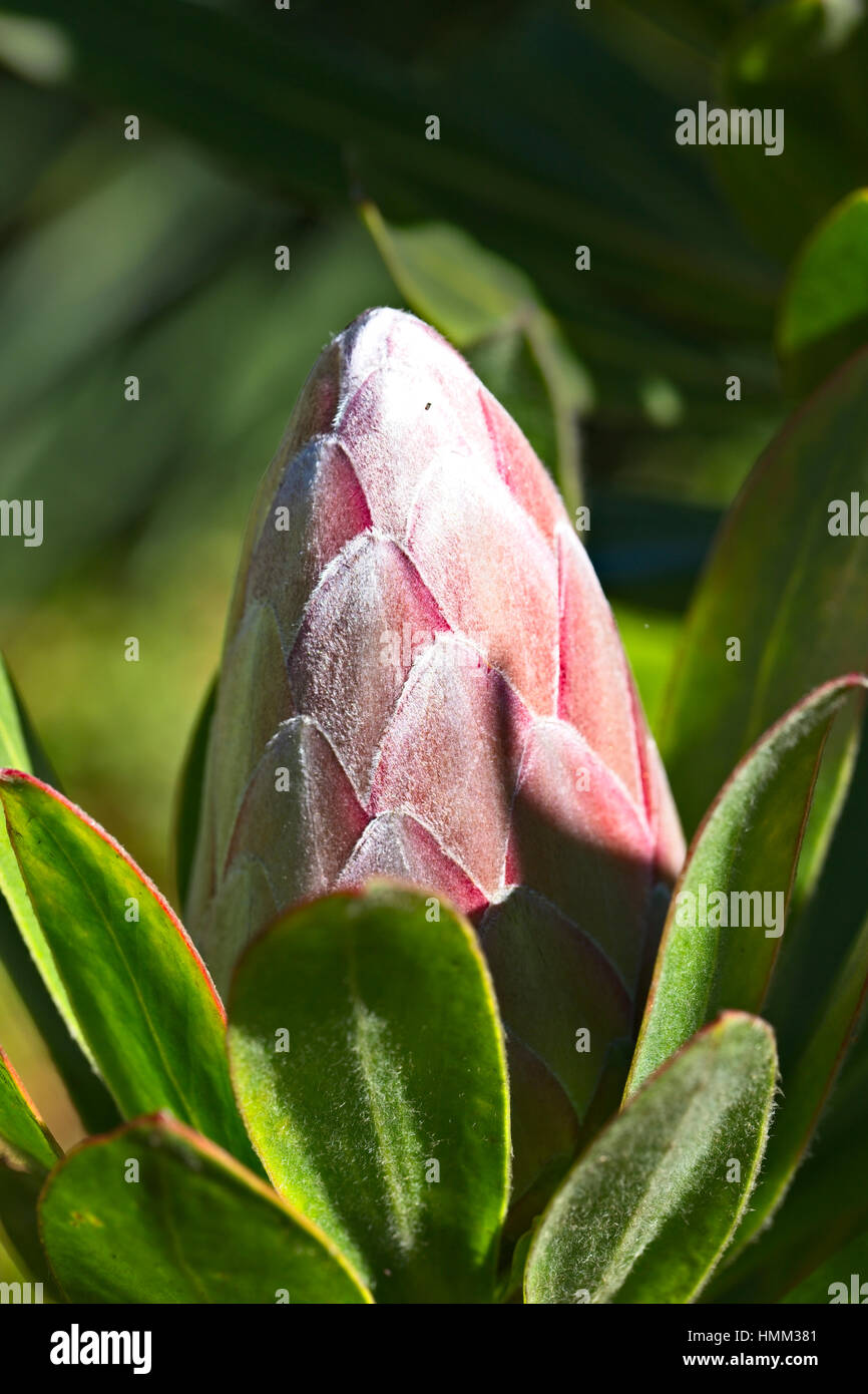 The flower bud of a Protea plant, Cornwall, England, UK Stock Photo - Alamy