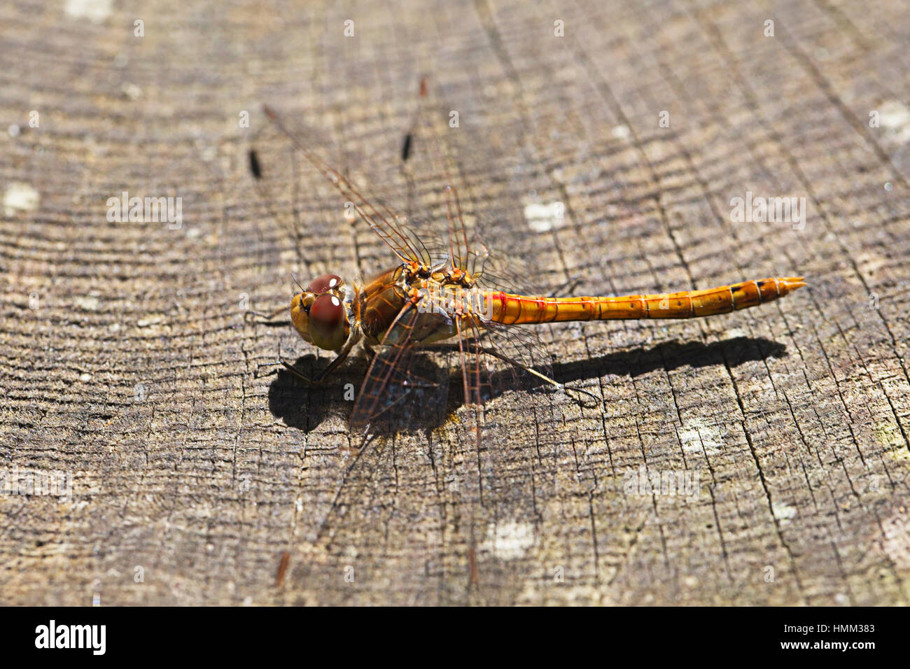 Common Darter dragonfly (Sympetrum striolatum), immature male resting ...