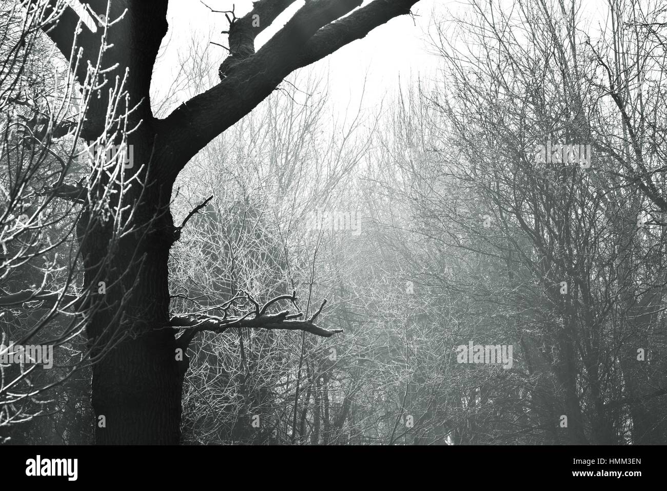 Winter sunlight streaming through a remote forest Stock Photo - Alamy