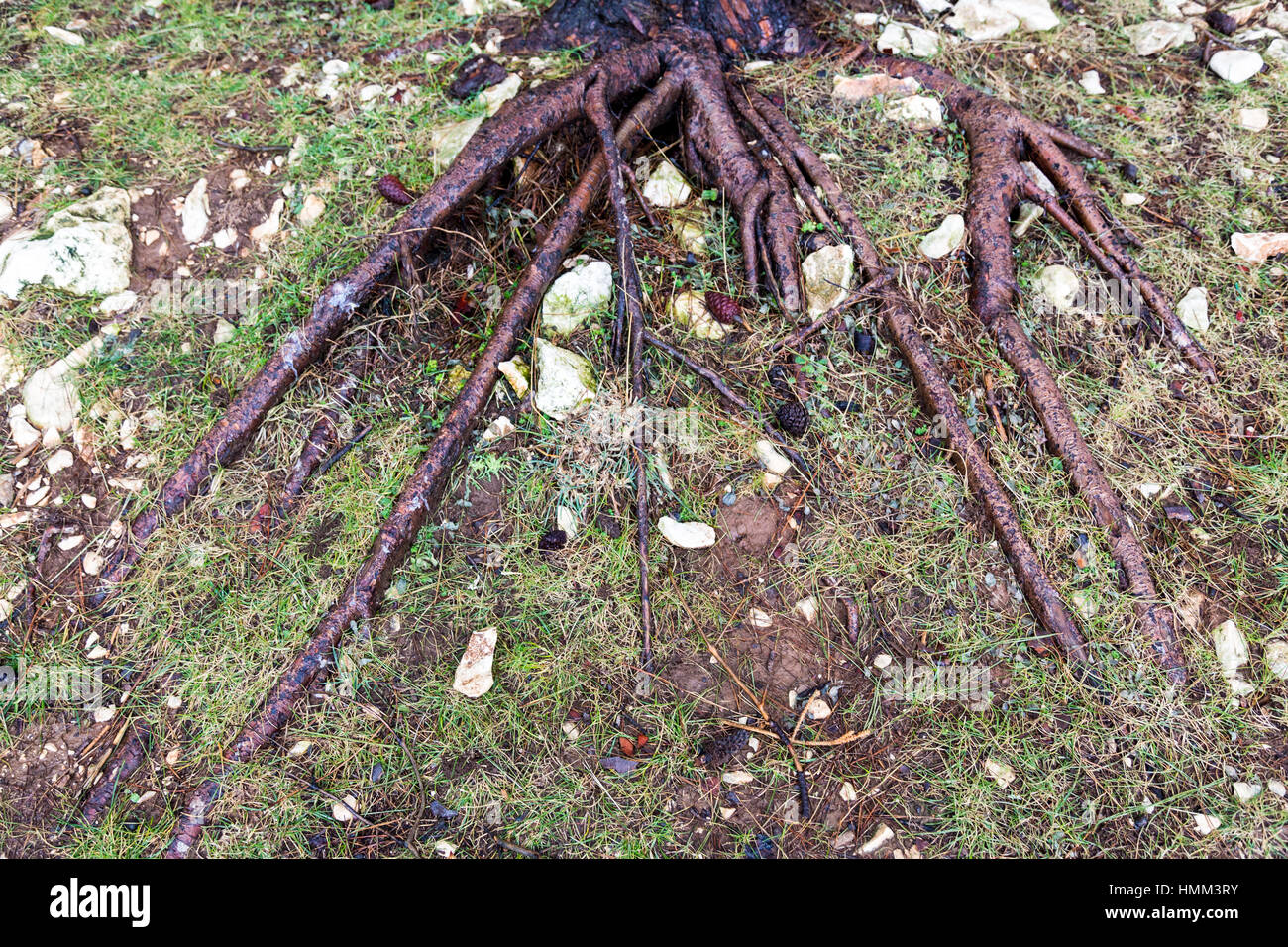 Roots interlacement under a rain in a woods Stock Photo - Alamy