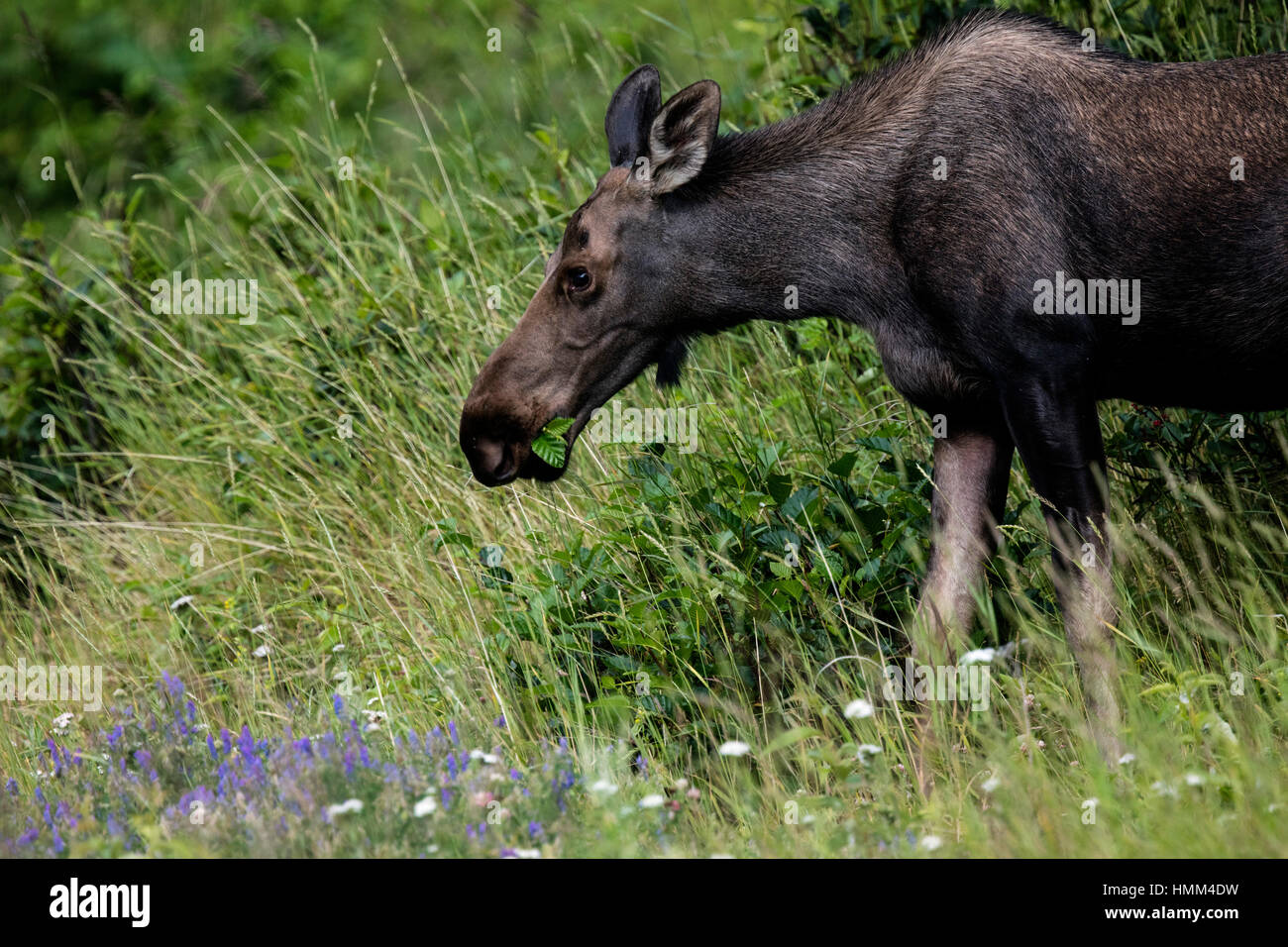 Female moose grazing and thinking about charging the photographer Stock ...