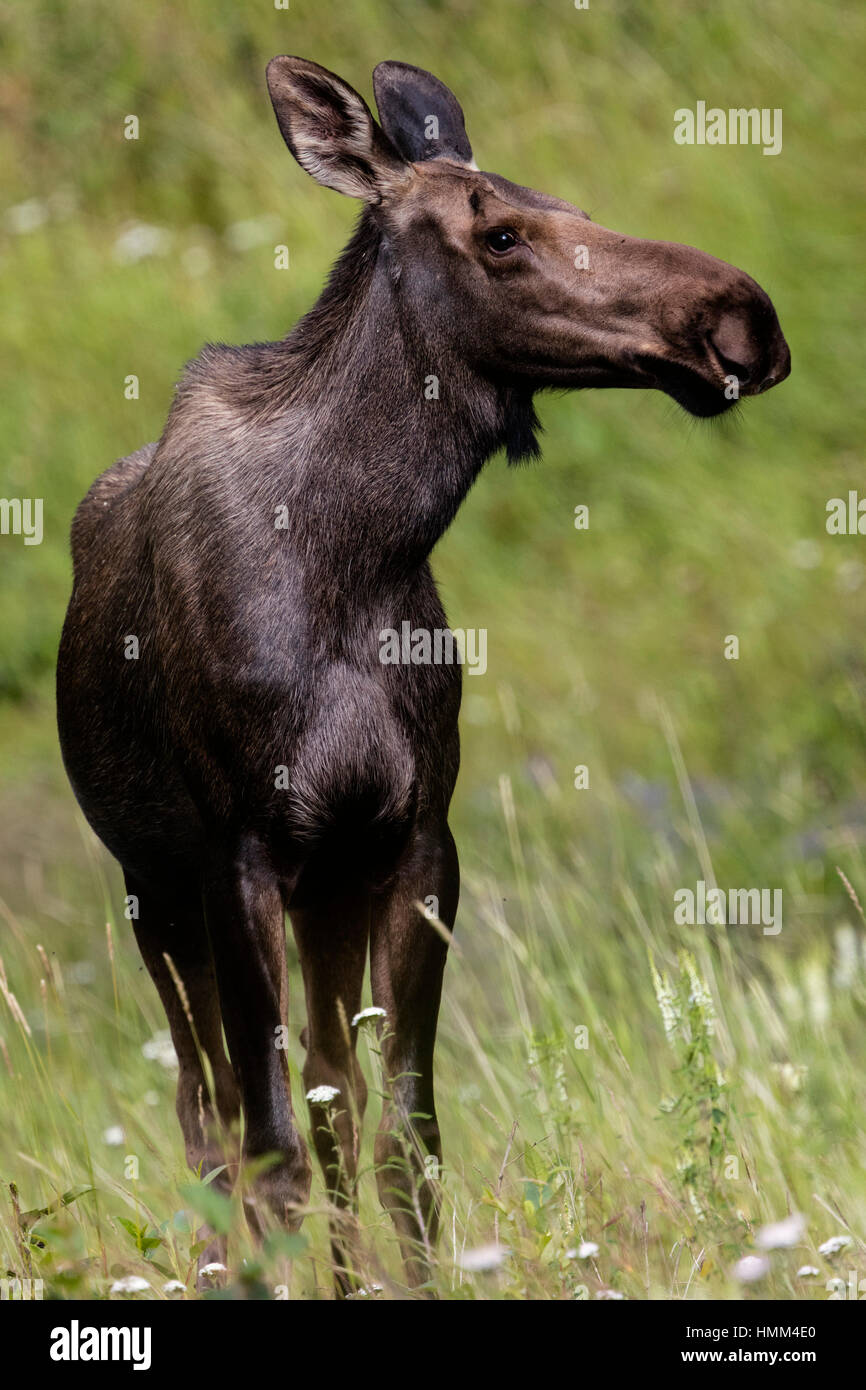 Moose flat hi-res stock photography and images - Alamy