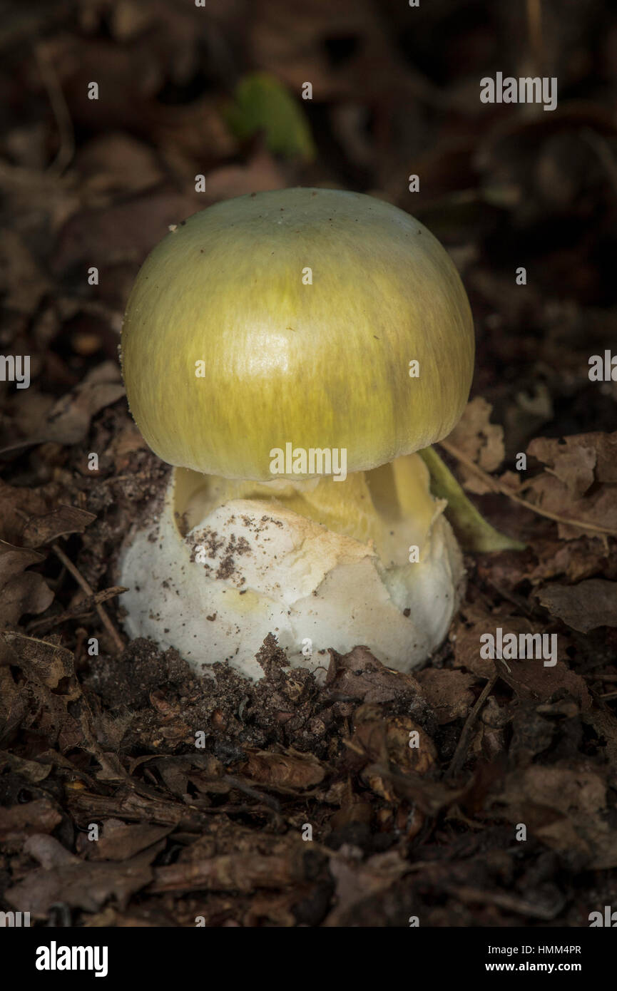 Deathcap(Amanita phalloides on Litcham Common, Norfolk Stock Photo - Alamy