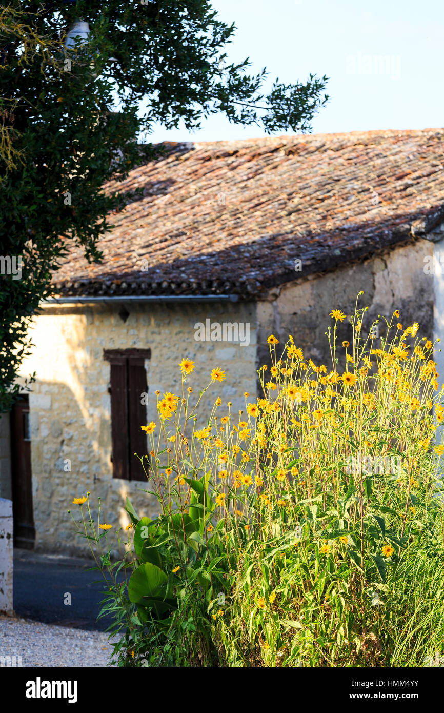 The village of Monteton with yellow flowers, the dordogne, france Stock ...