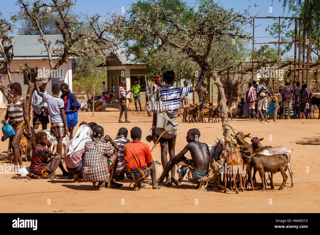 Hamer People Selling Animals At The Monday Tribal Market, Turmi, Omo ...