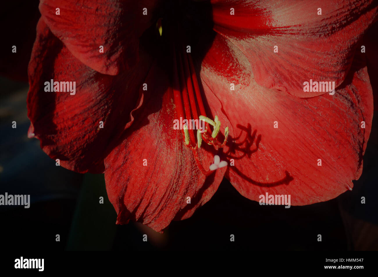 Deep red lily flower hi-res stock photography and images - Alamy