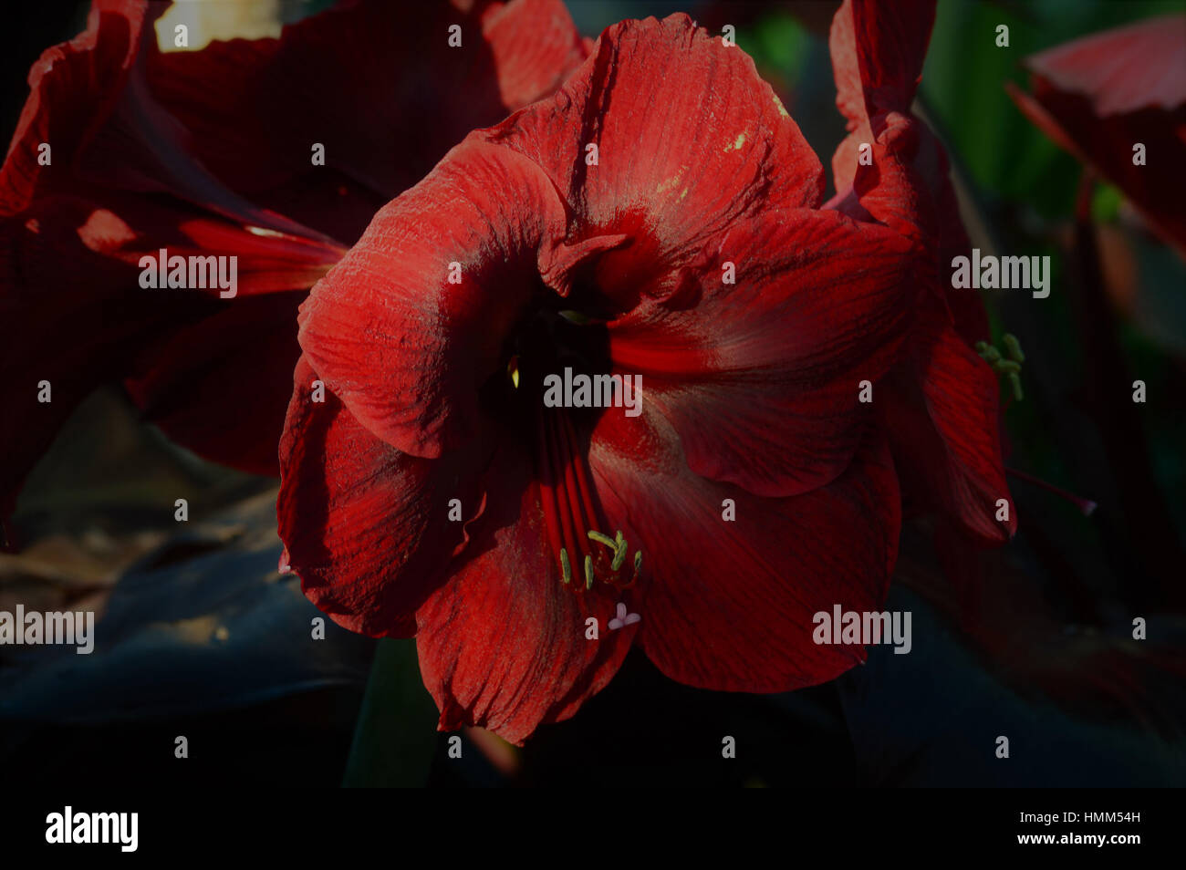 Deep red lily flower hi-res stock photography and images - Alamy