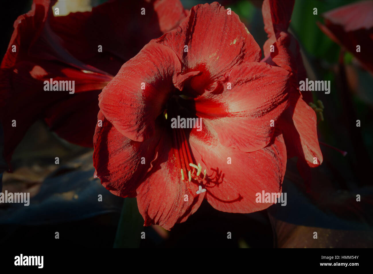 Deep red lily flower hi-res stock photography and images - Alamy