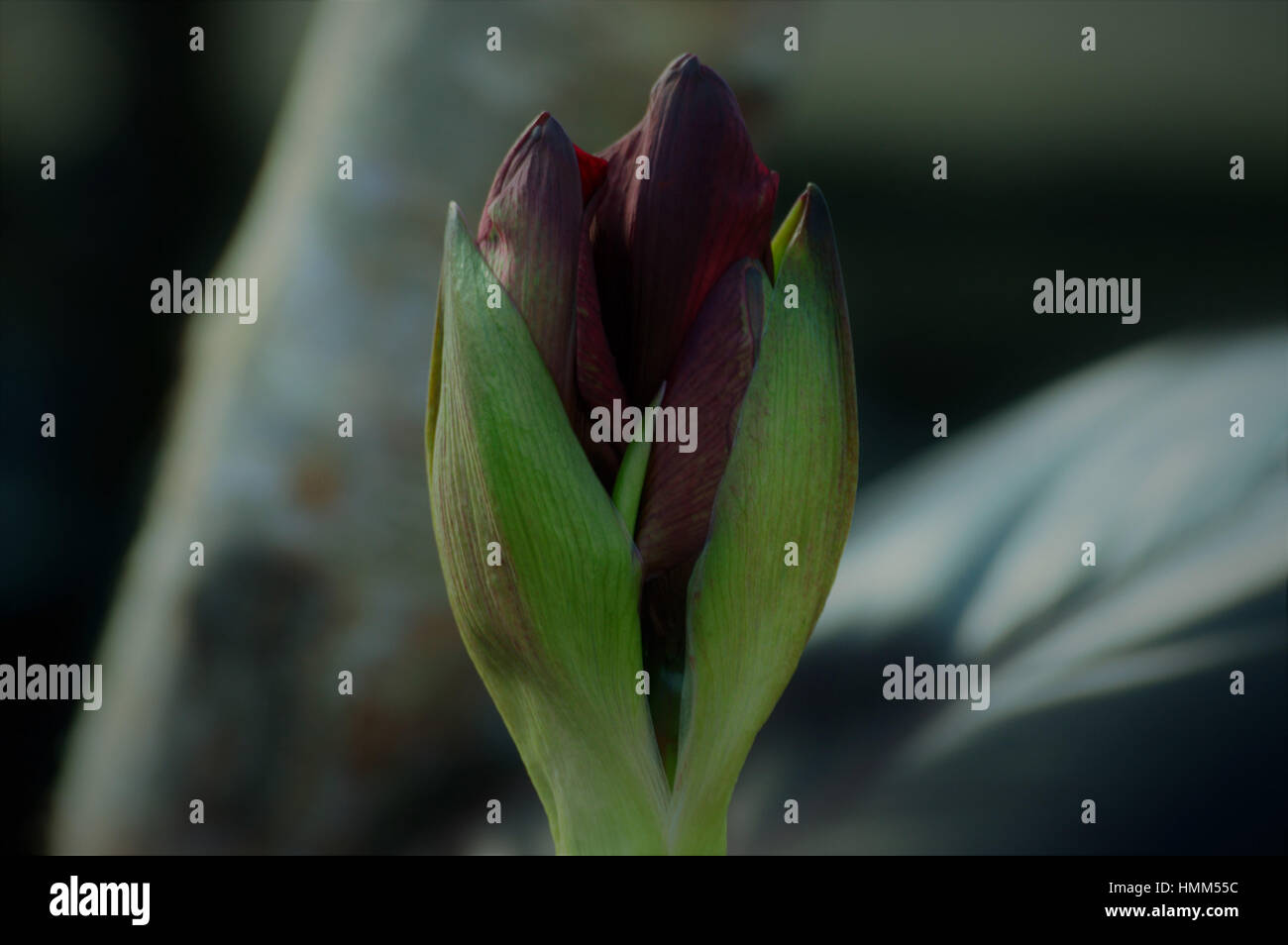 Lily beginning to grow in the garden Stock Photo - Alamy