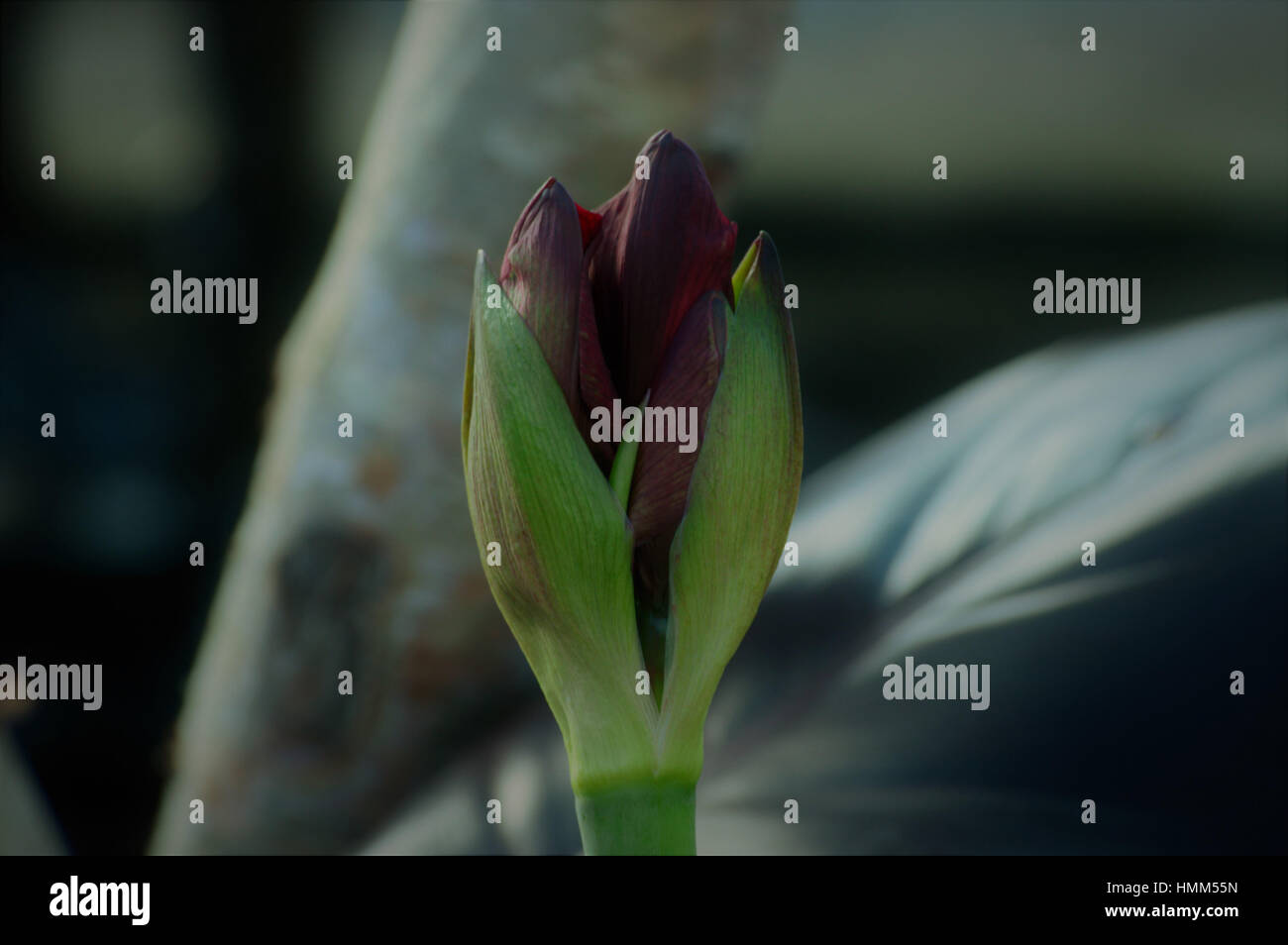 Lily beginning to grow in the garden Stock Photo - Alamy