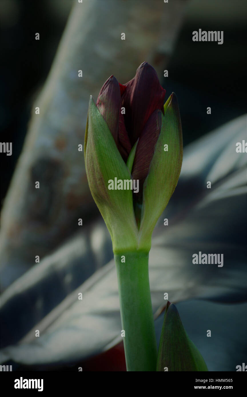 Lily beginning to grow in the garden Stock Photo - Alamy