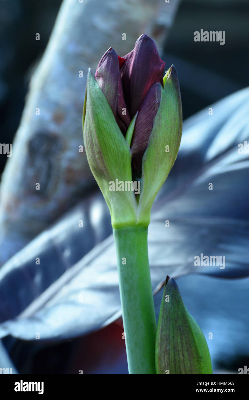 Lily beginning to grow in the garden Stock Photo - Alamy