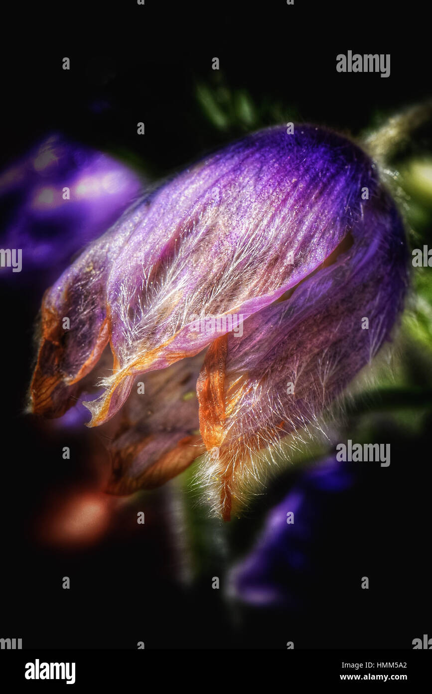 violet pasque flower on black blurred background, fine art outdoor ...