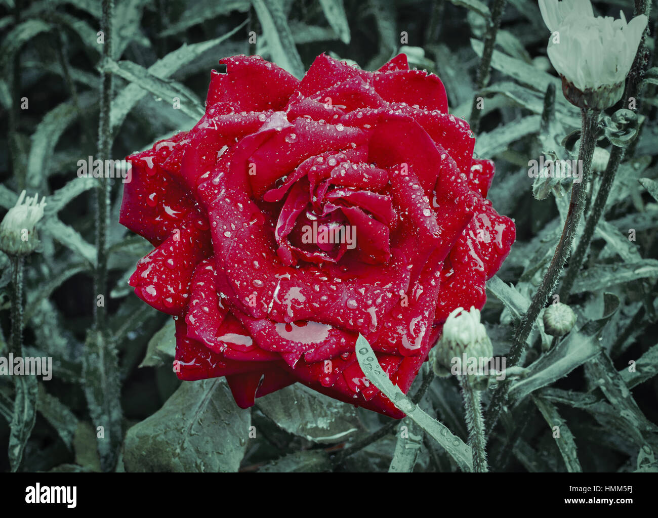 Red rose with raindrops, close up Stock Photo - Alamy