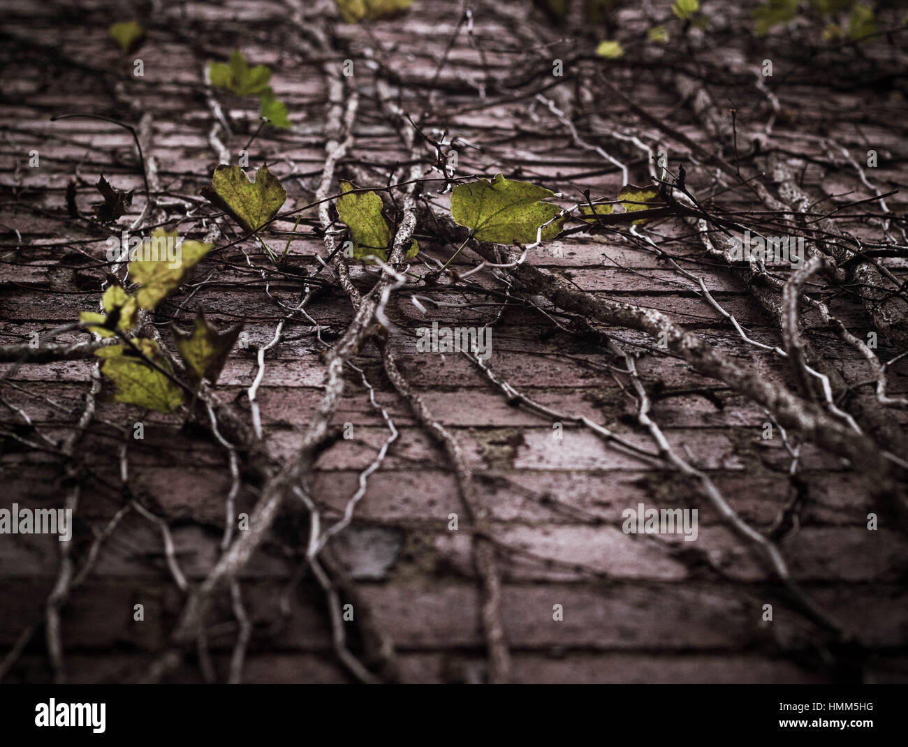 Wallpaper vectors hi-res stock photography and images - Alamy