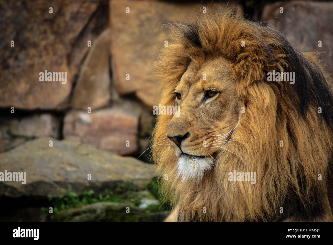 Male lion head shot profile hi-res stock photography and images - Alamy
