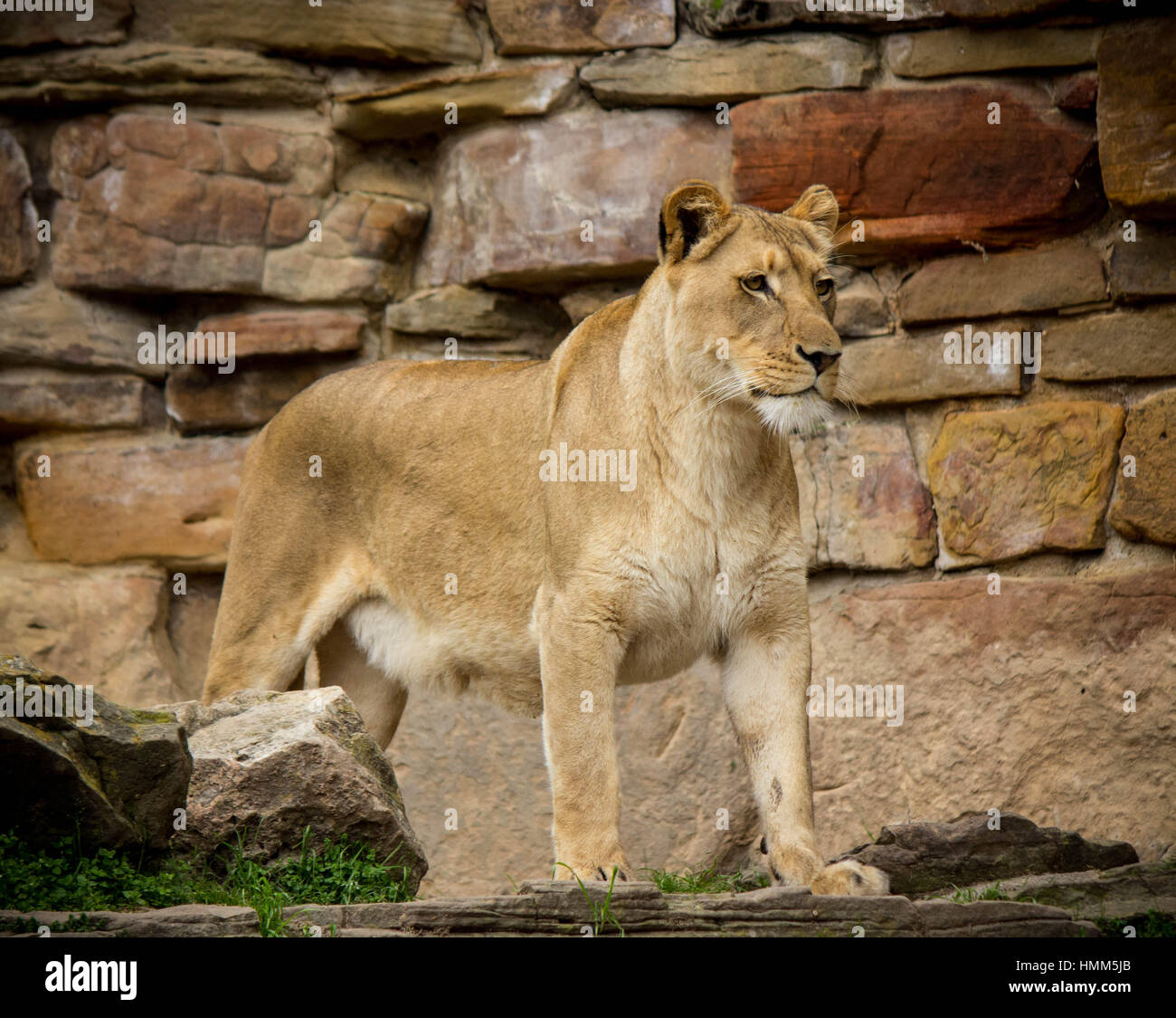 Male Lion Head Shot Profile High Resolution Stock Photography and ...