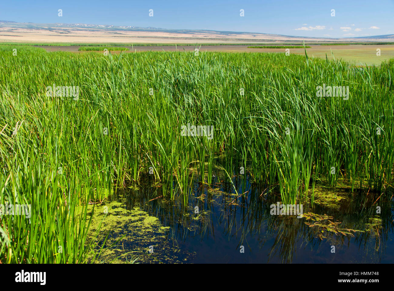 Wetland, Malheur National Wildlife Refuge, Oregon Stock Photo - Alamy