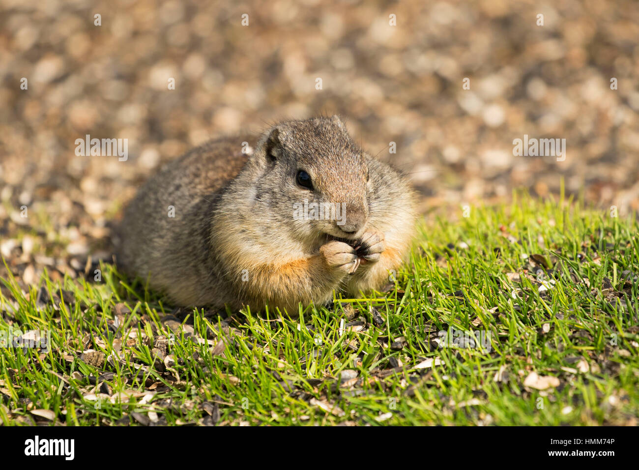 Gopher, Malheur National Wildlife Refuge, Oregon Stock Photo - Alamy