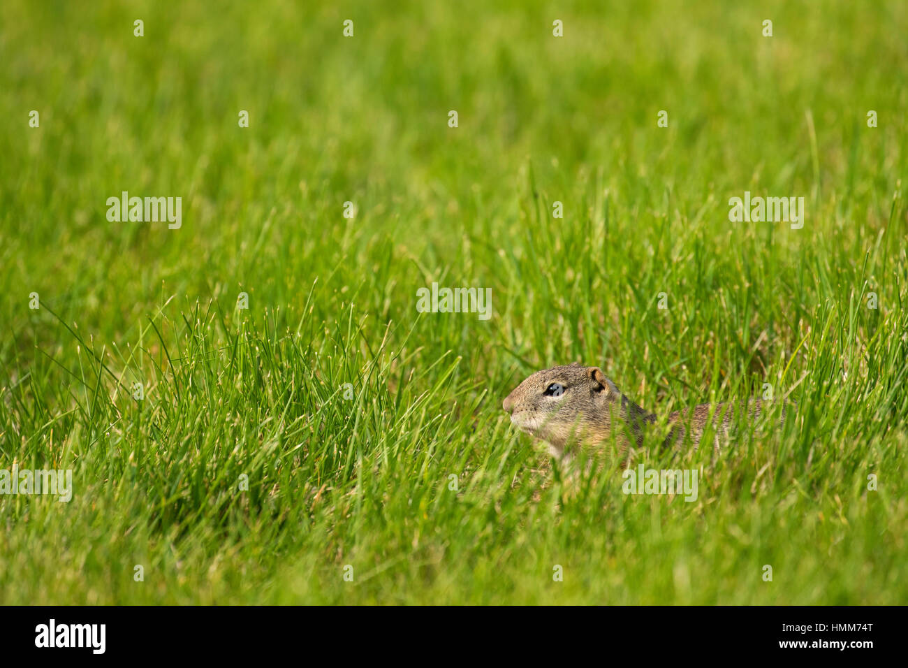 Gopher, Malheur National Wildlife Refuge, Oregon Stock Photo - Alamy
