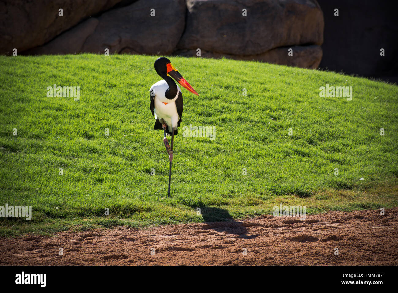 African Saddle-billed Stork Stock Photo - Alamy