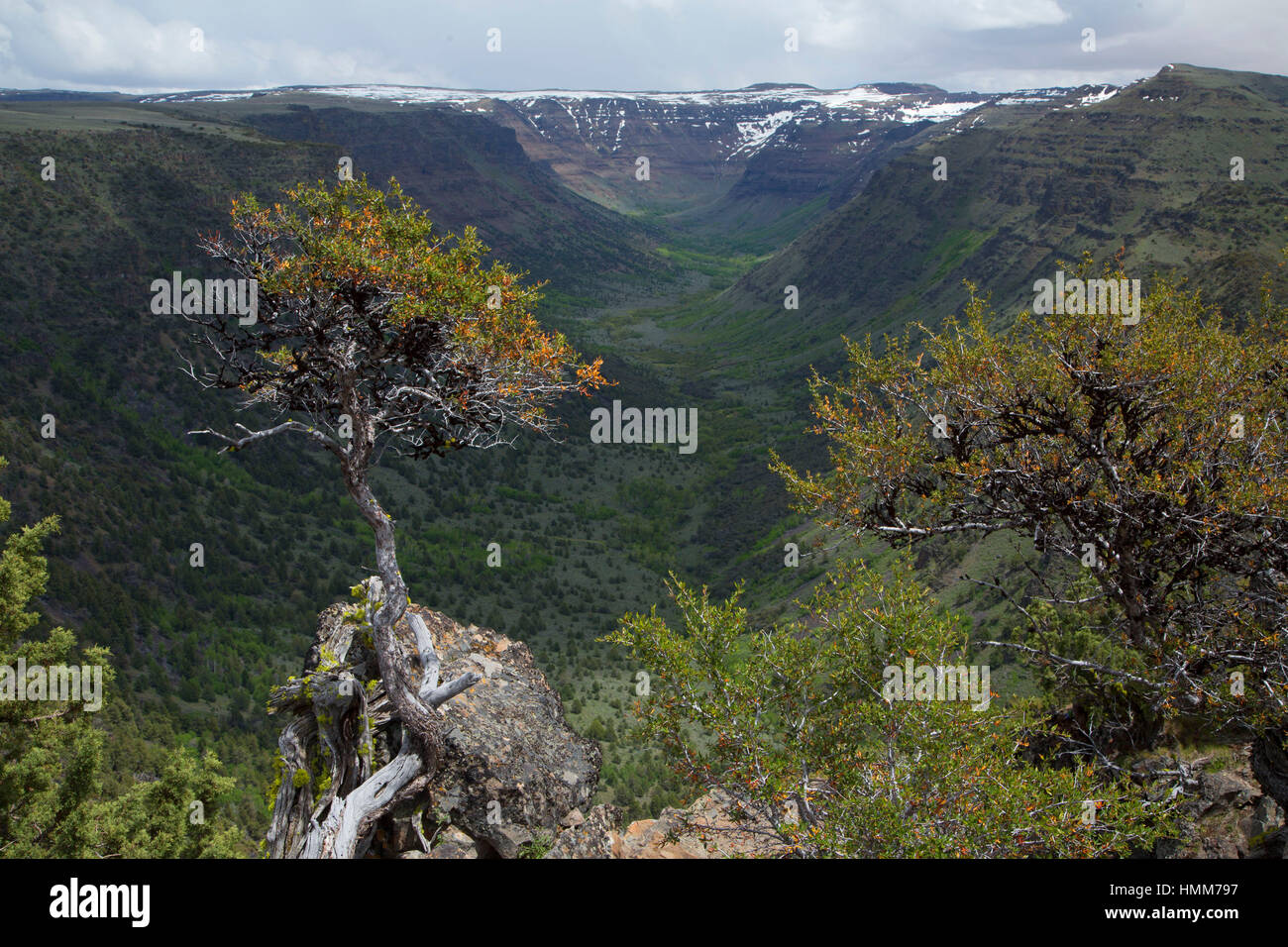 Big Indian Gorge with Mountain mahogany, Steens Mountain Cooperative ...