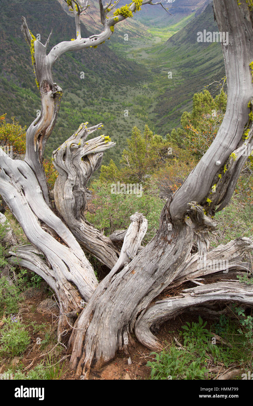 Big Indian Gorge High Resolution Stock Photography and Images - Alamy