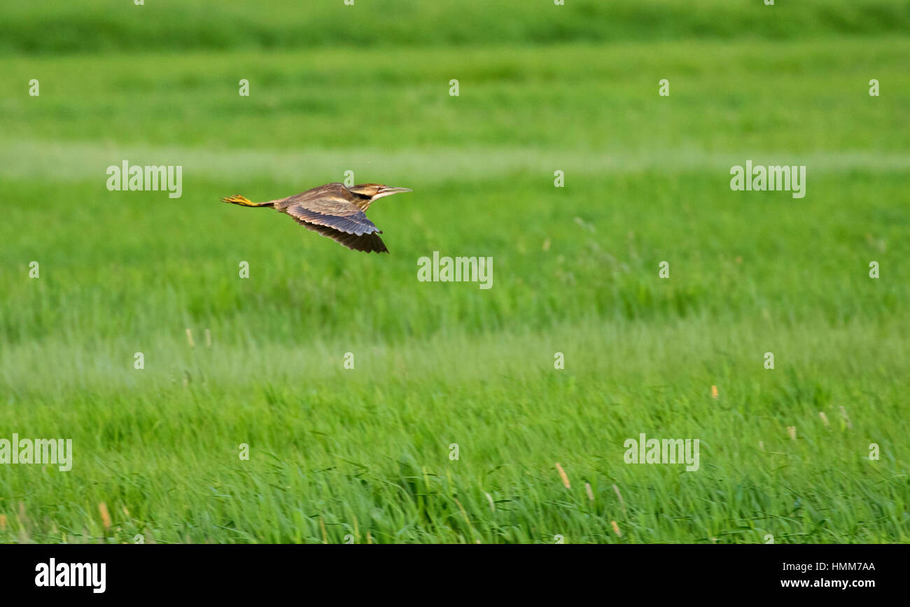 American bittern in flight malheur hi-res stock photography and images ...