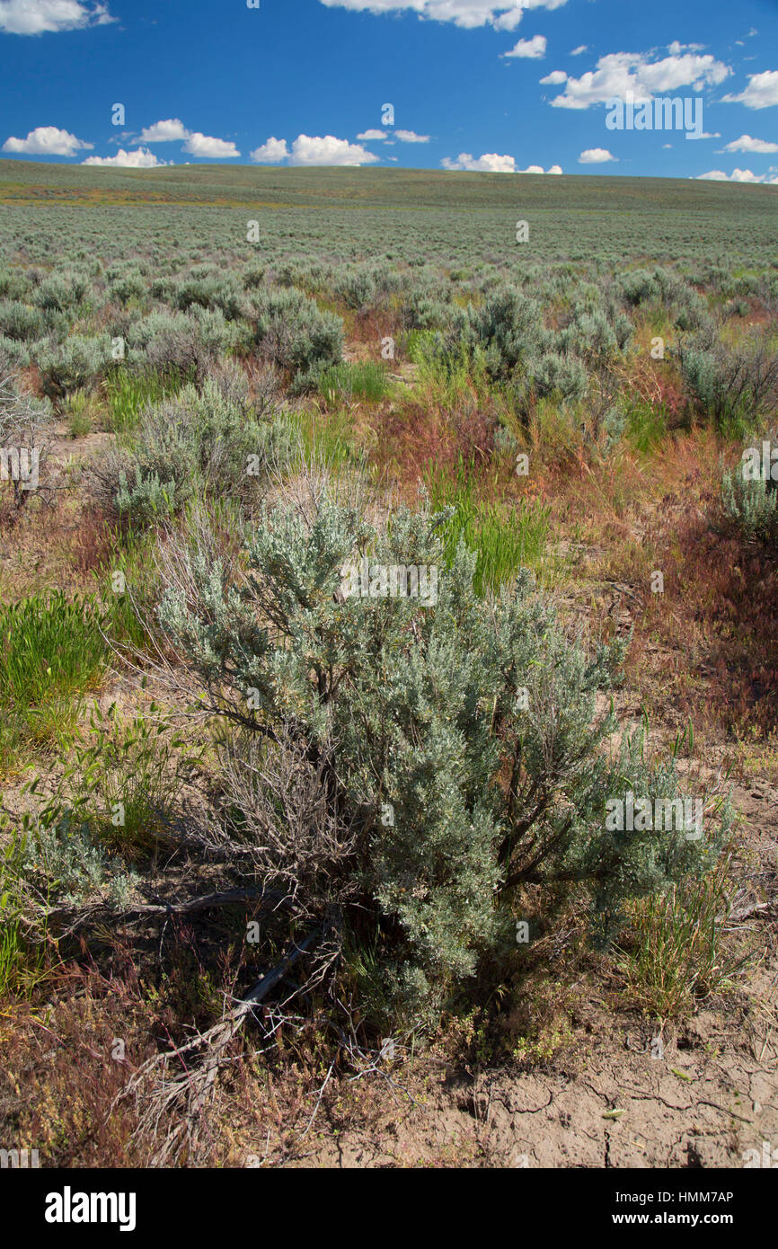 Open range land hi-res stock photography and images - Alamy