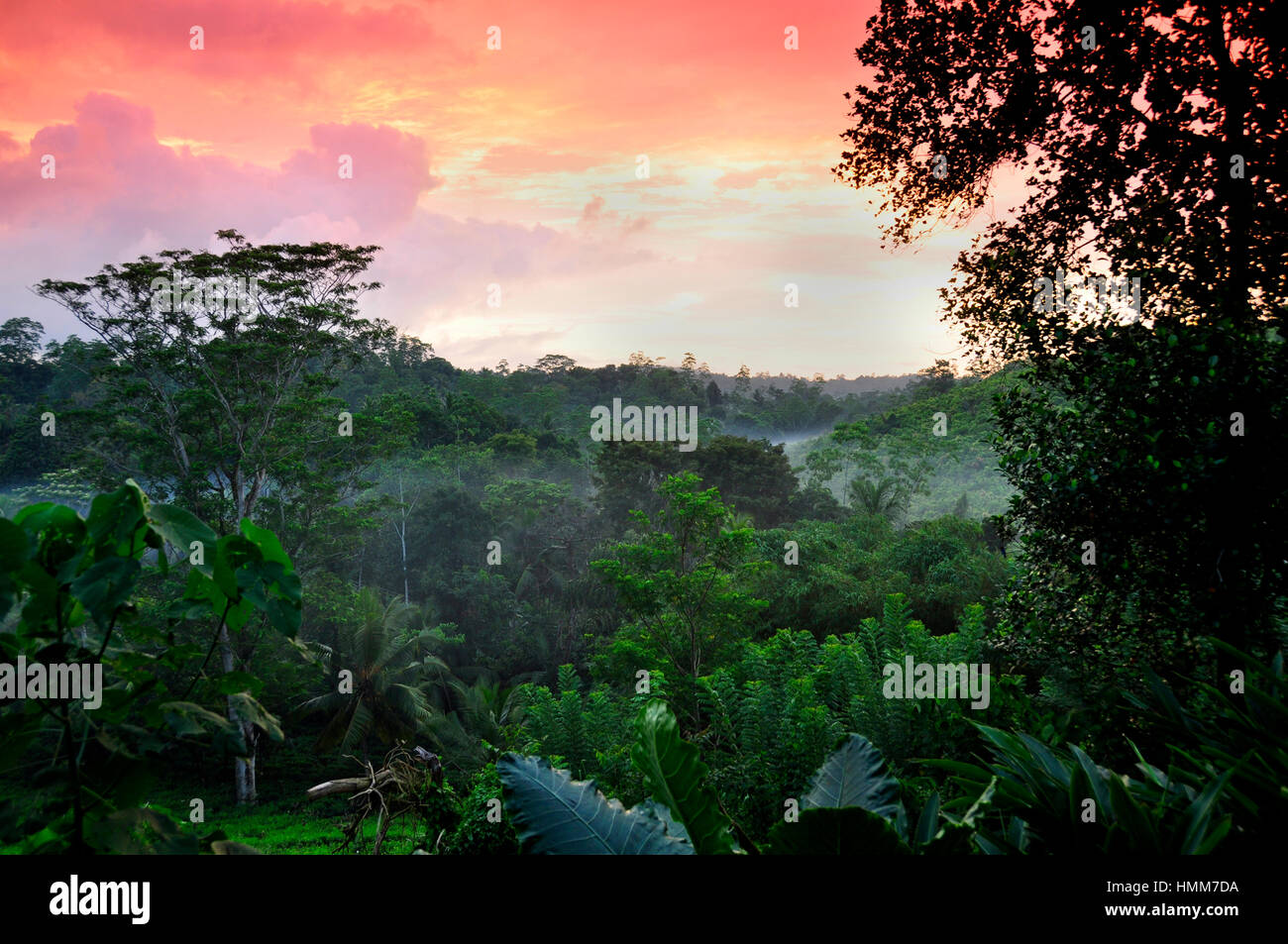 Sunrise over the tea plantations and forested areas of Southern Sri ...