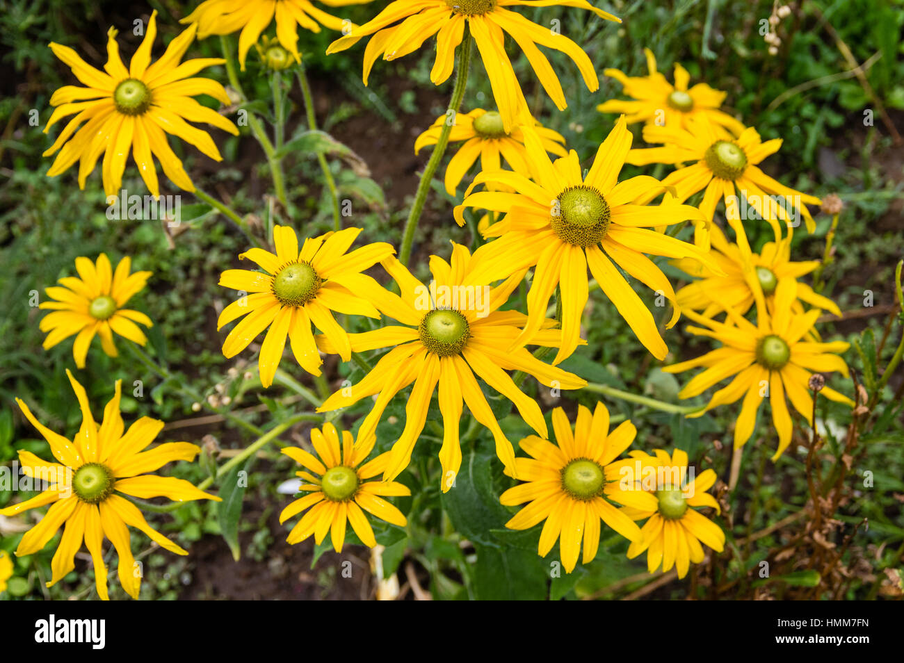Annual daisy flower hi-res stock photography and images - Alamy