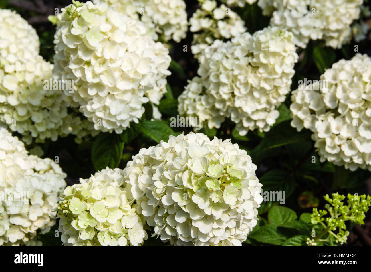 White blooming hydrangea hi-res stock photography and images - Alamy