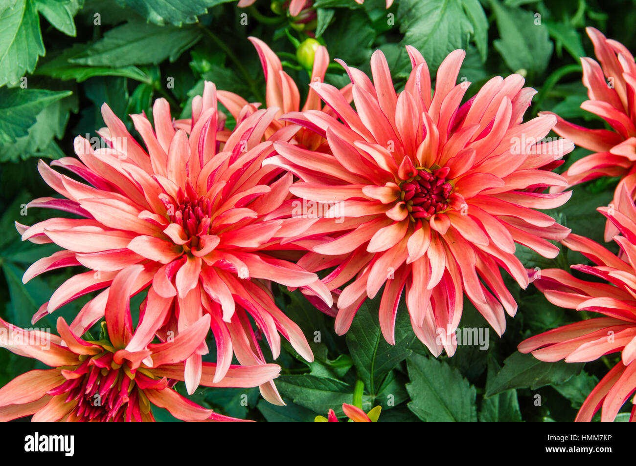 Dahlia plants hi-res stock photography and images - Alamy