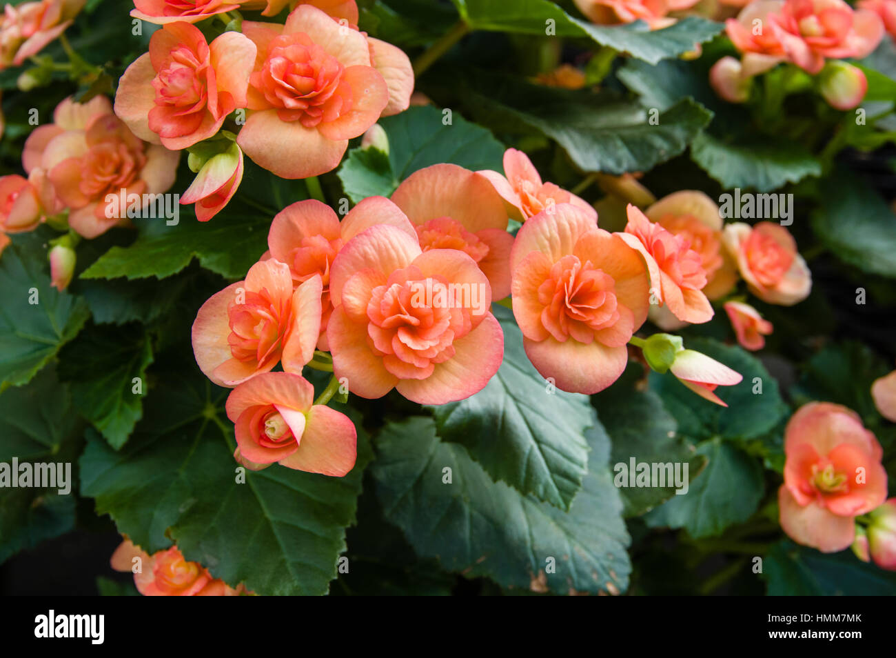 Begonias flowers plants hi-res stock photography and images - Alamy