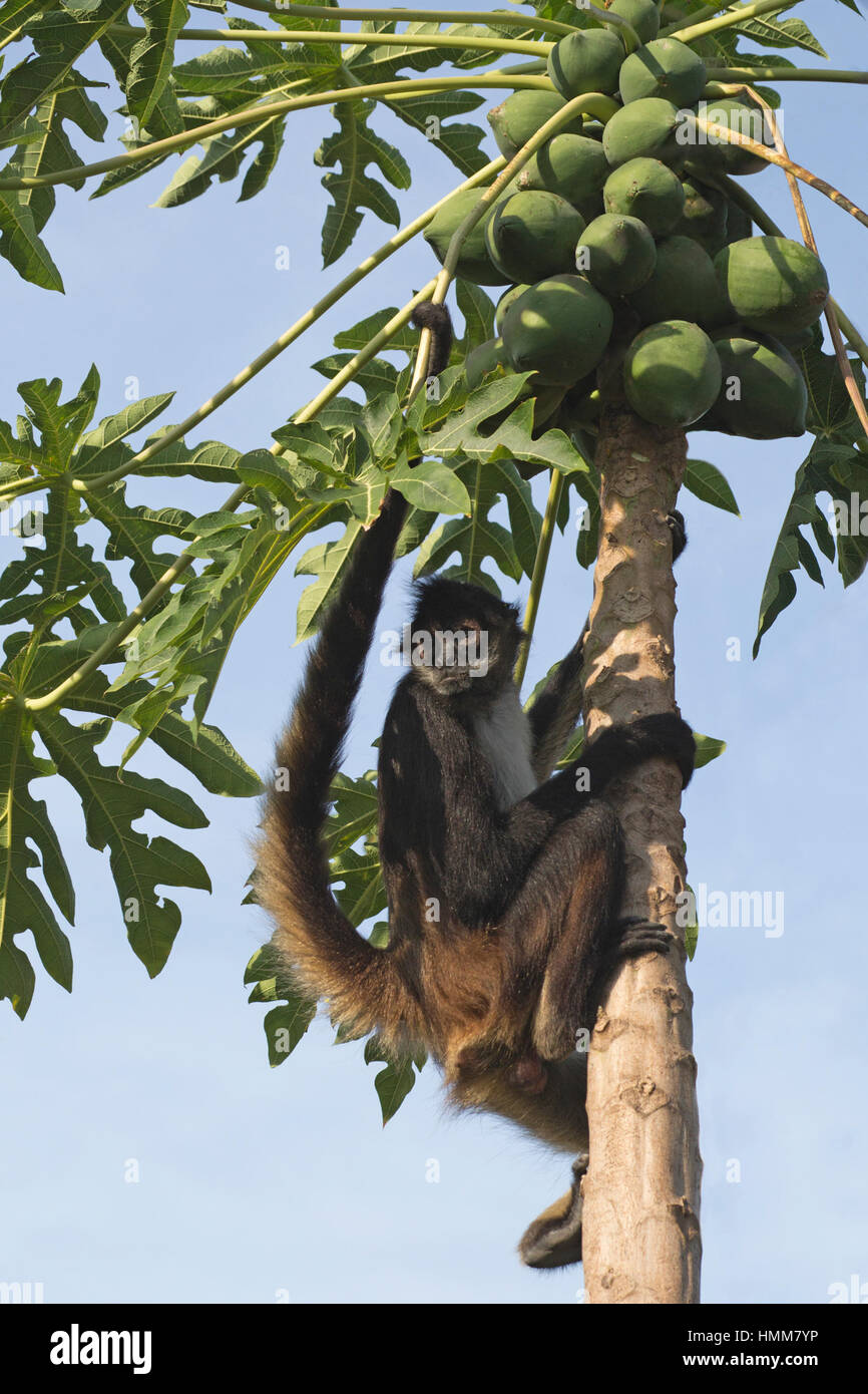 Black headed spider monkey ateles geoffroyi hi-res stock photography ...