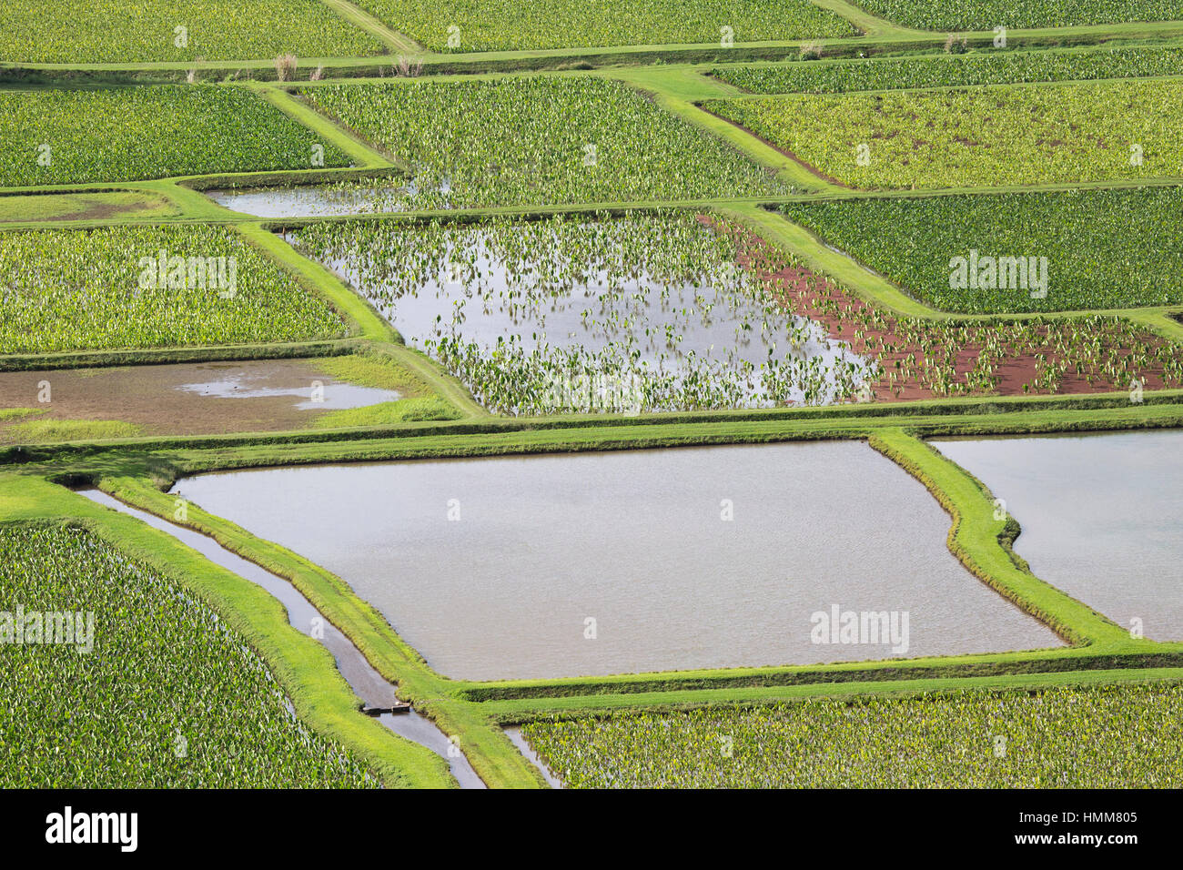 Taro fields in mixed stages of crop growth in Kauai Stock Photo - Alamy