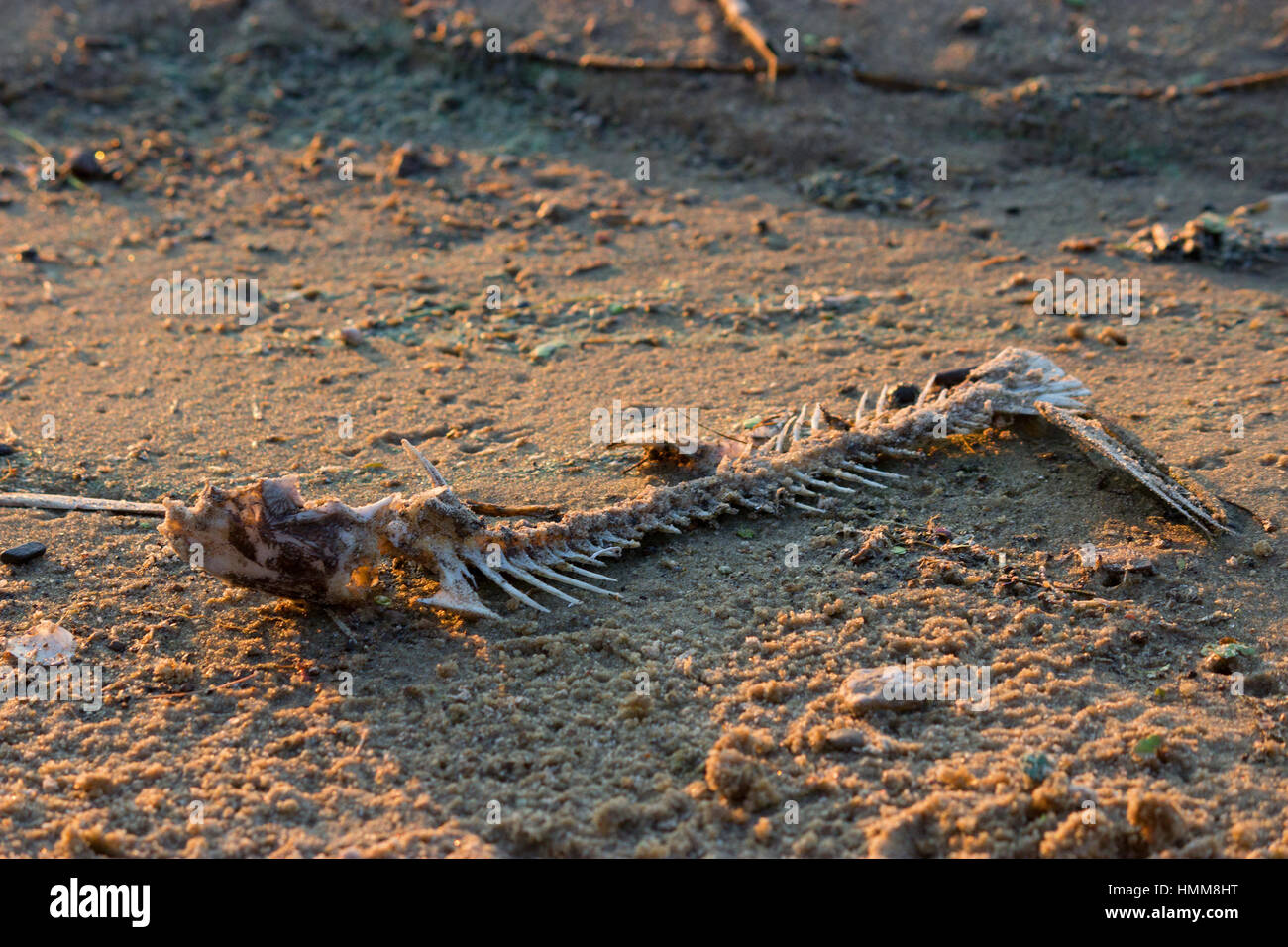 Fish bone on the beach. warm sunlight Stock Photo - Alamy
